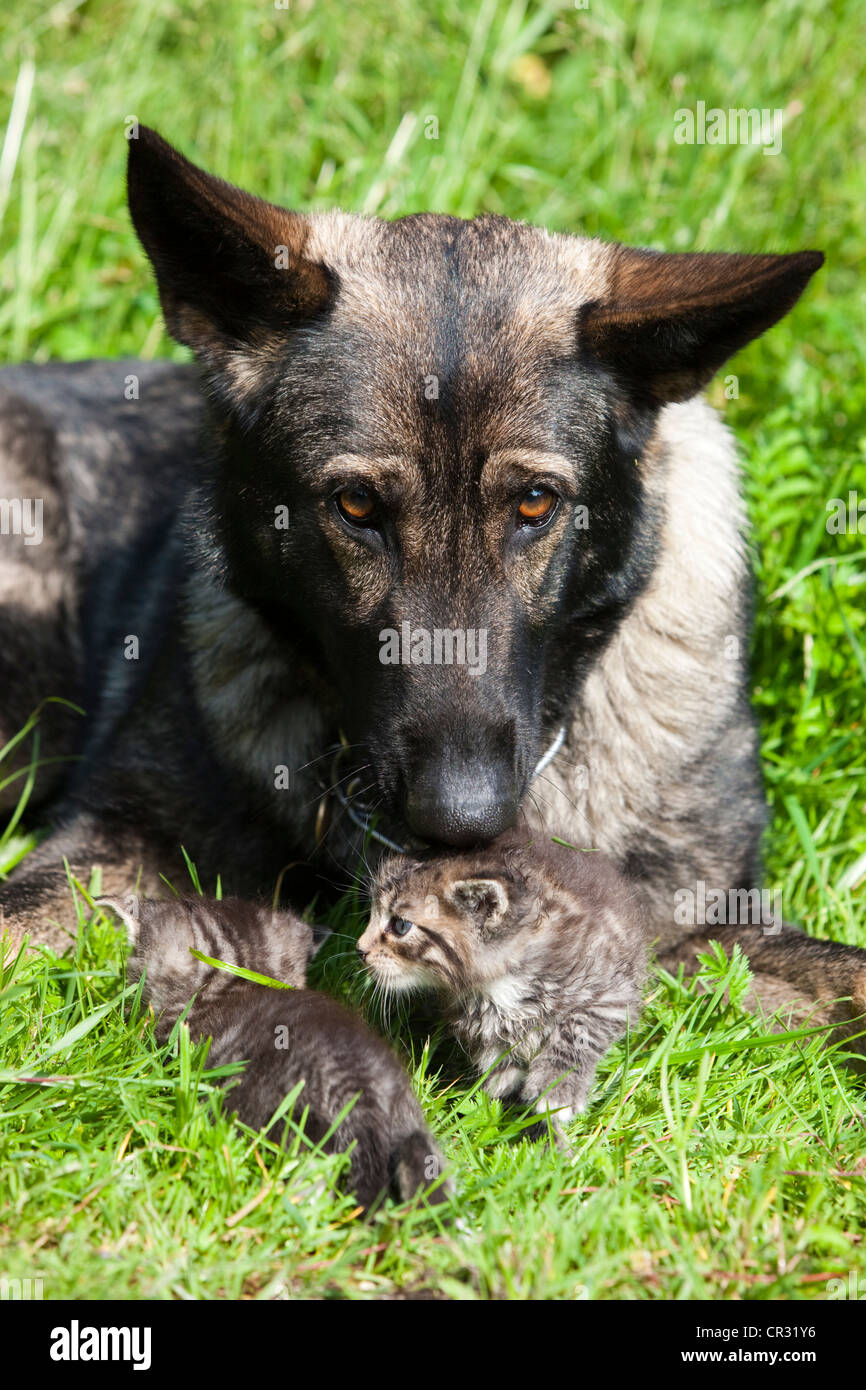 German shepherd dog and a grey tabby kitten lying together in the grass ...