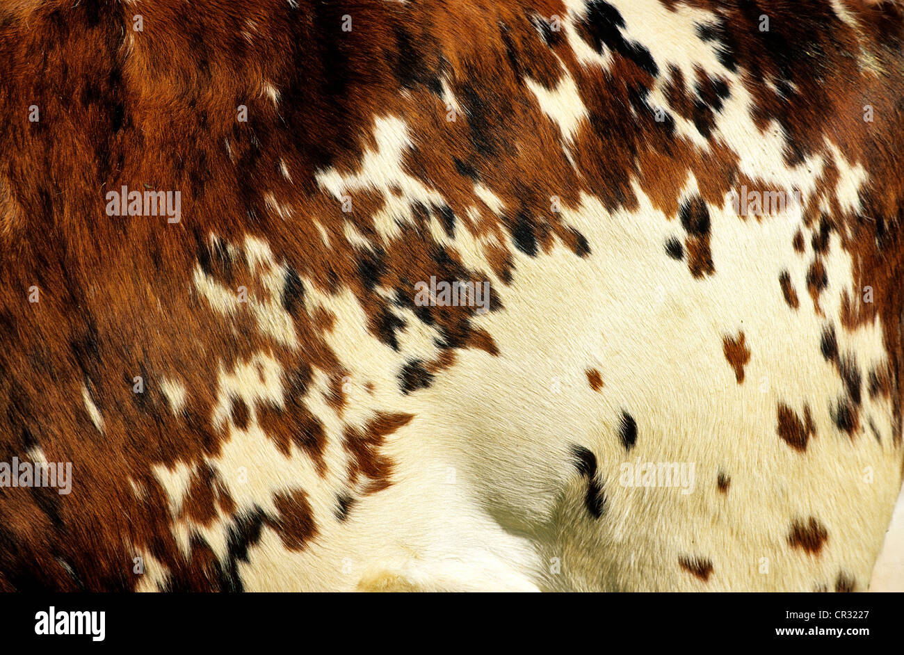 Norman cow hi-res stock photography and images - Alamy