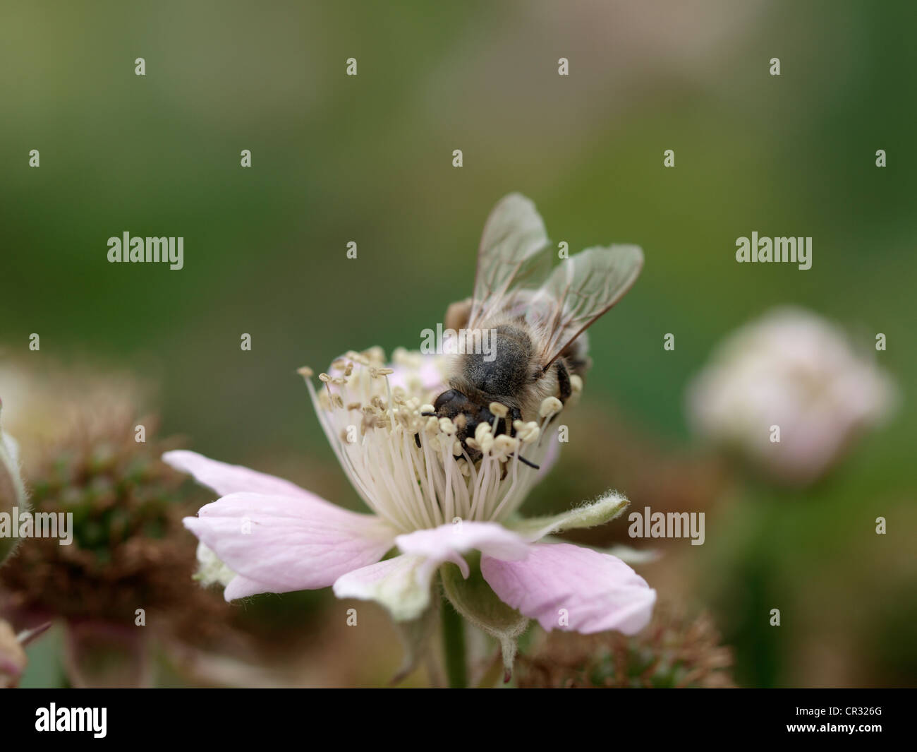 A honeybee collecting pollen from flowering fruit tree - a close-up ...