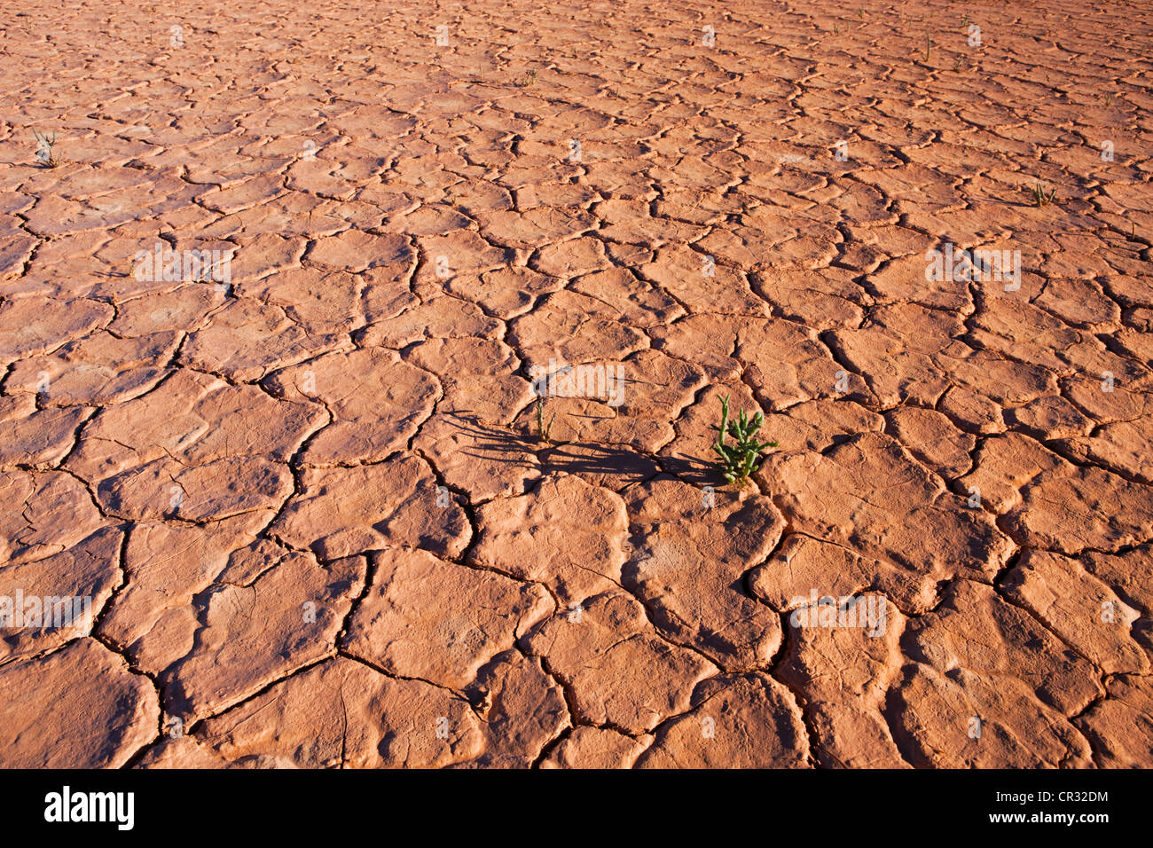 Plant growing on parched ground in the outback, Northern Territory ...