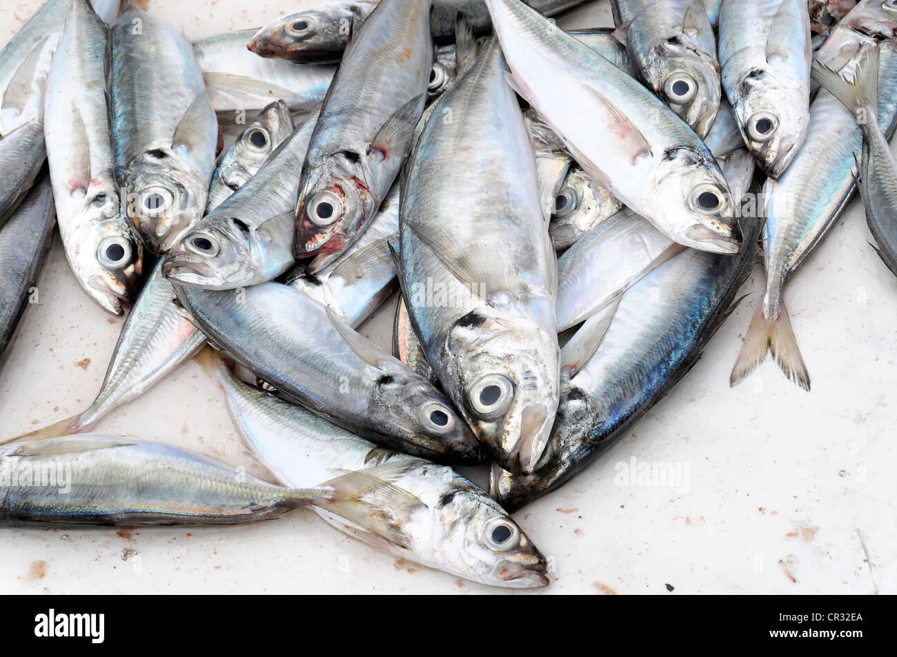 Caught sardines, fish market, port of Essaouira, Morocco, North Africa ...