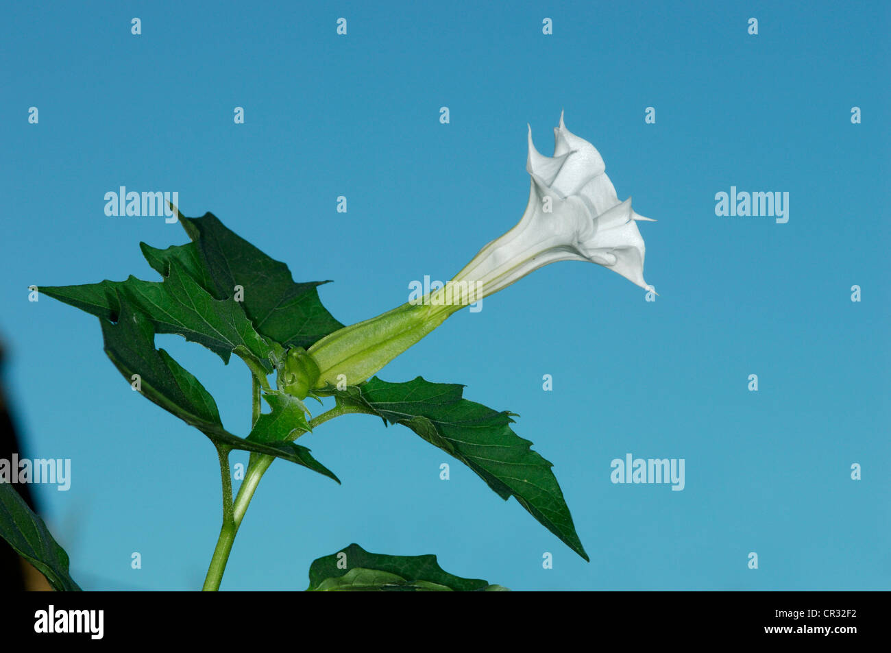 THORN-APPLE Datura stramonium (Solanaceae Stock Photo - Alamy