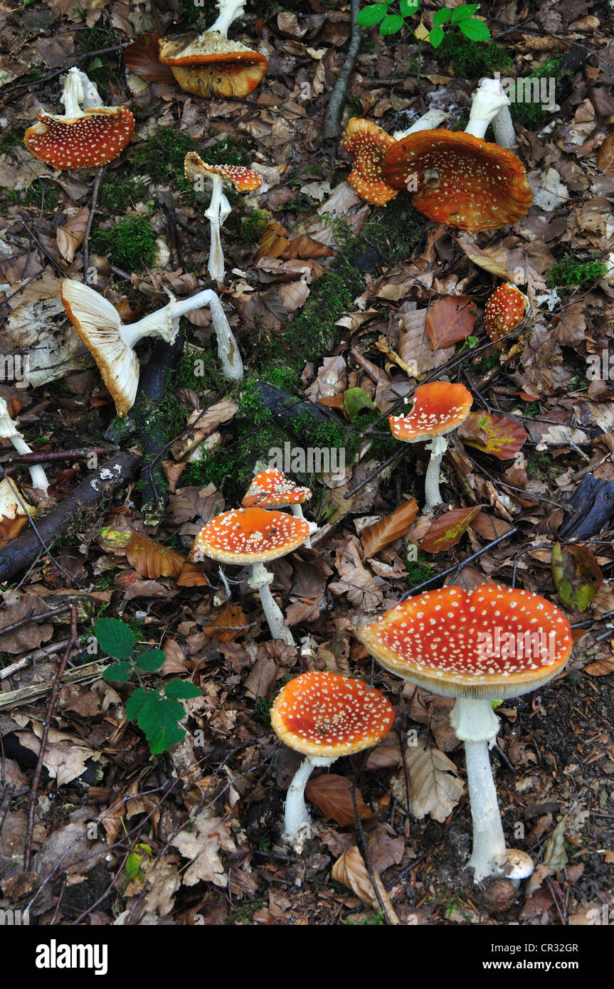 White toadstools hi-res stock photography and images - Alamy