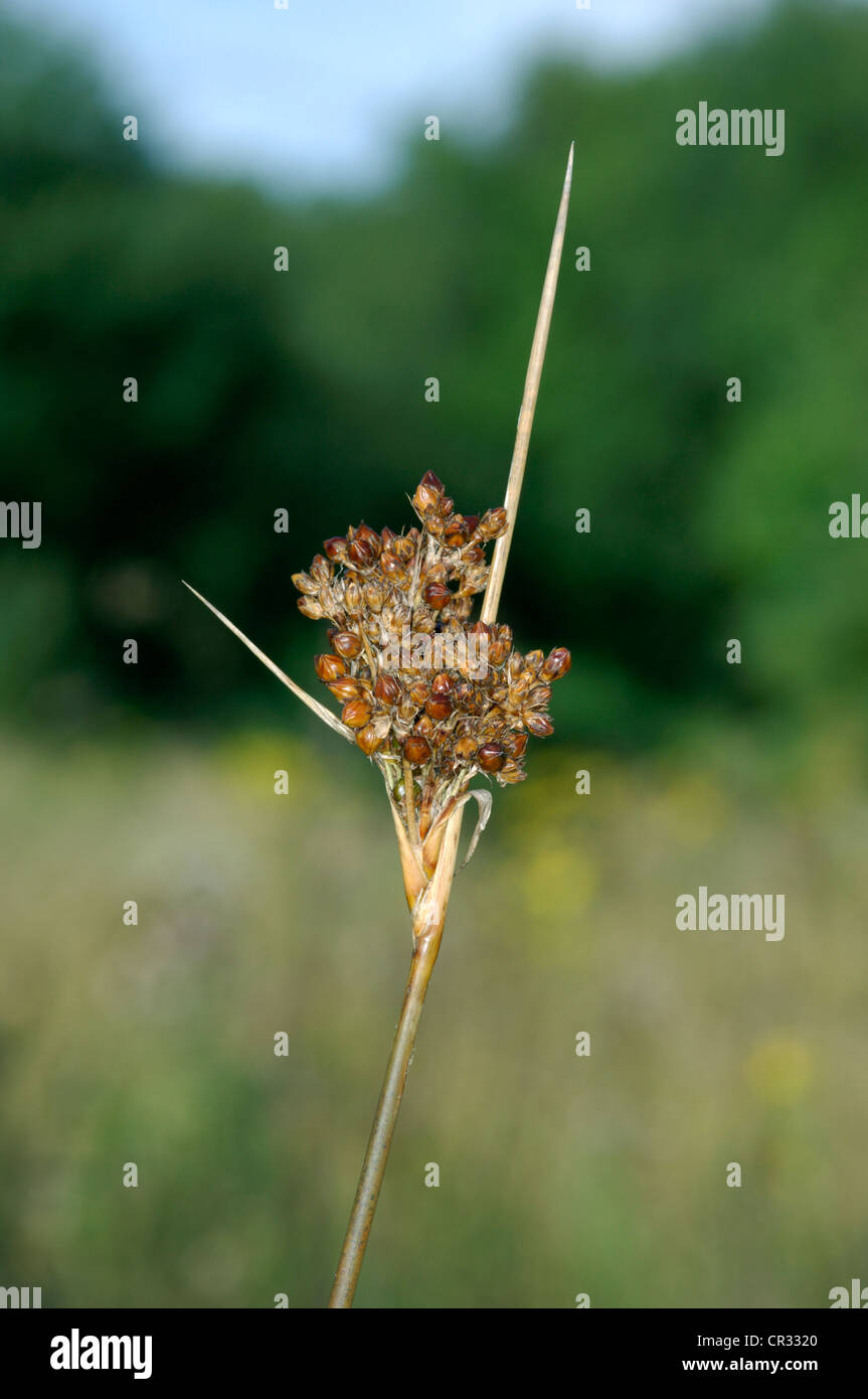 Dunes rush hi-res stock photography and images - Alamy