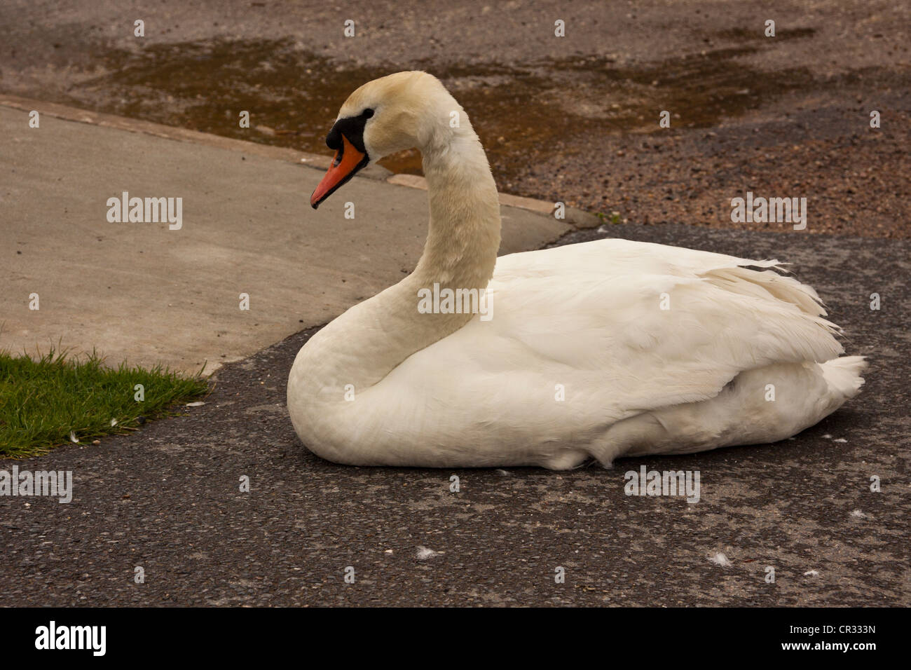 Mute swan resting on footpath next to lake Stock Photo - Alamy