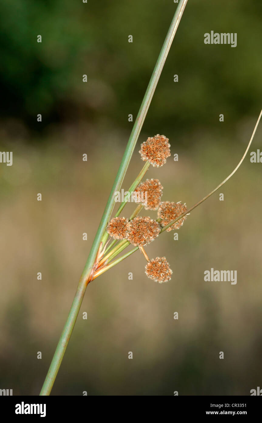 ROUND-HEADED CLUB-RUSH Scirpoides holoschoenus Stock Photo - Alamy