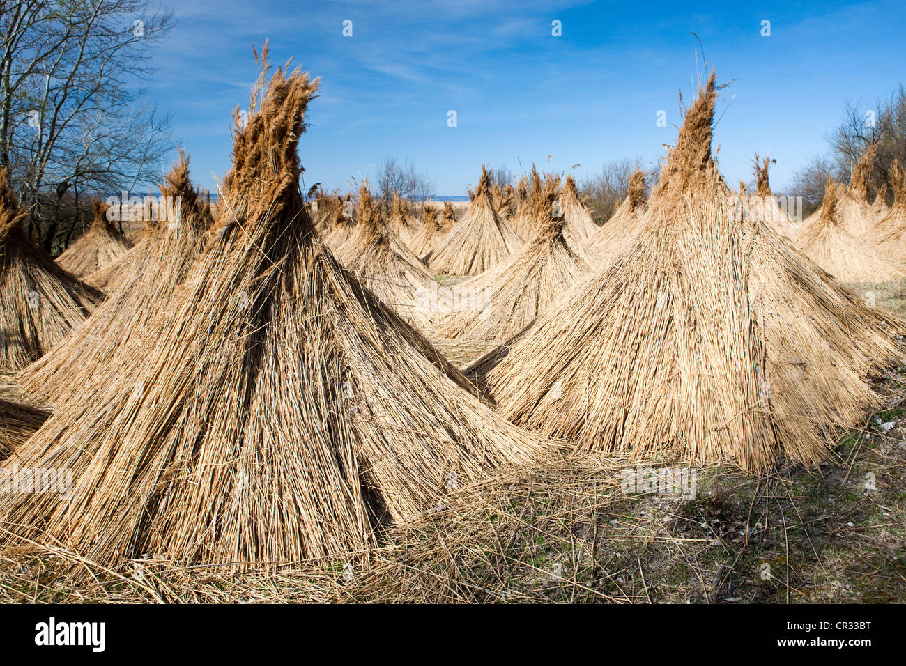 Cones of reed, reeds bundled to dry, Lake Neusiedl National Park ...