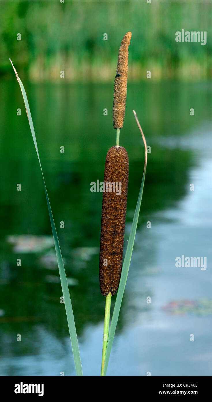 LESSER BULRUSH Typha angustifolia (Typhaceae Stock Photo - Alamy
