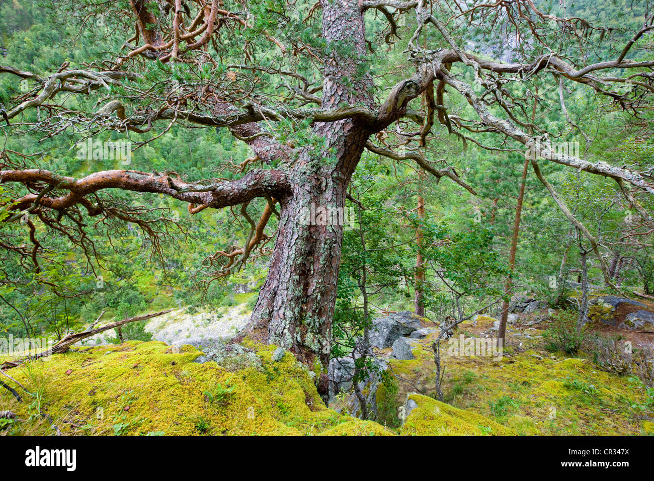 Gnarled Tree High Resolution Stock Photography and Images - Alamy