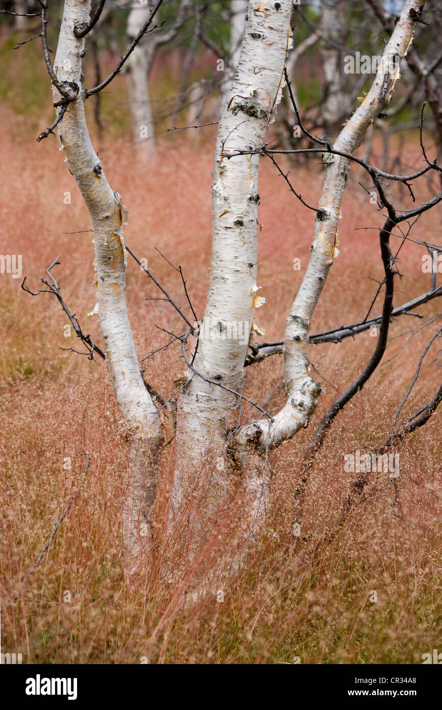 Northern europe birch not lake hi-res stock photography and images - Alamy