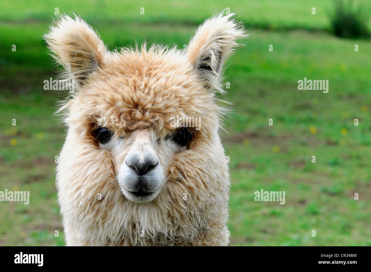 Alpaca (Lama pacos), alpaca breeding, Schwaebisch Gmuend, Baden ...