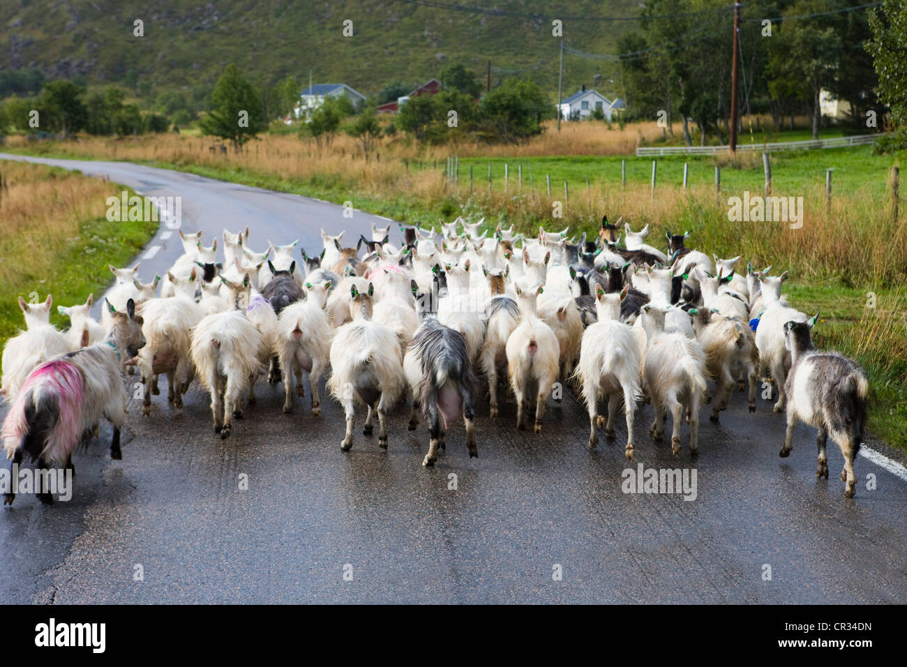 Photo of goats hi-res stock photography and images - Alamy