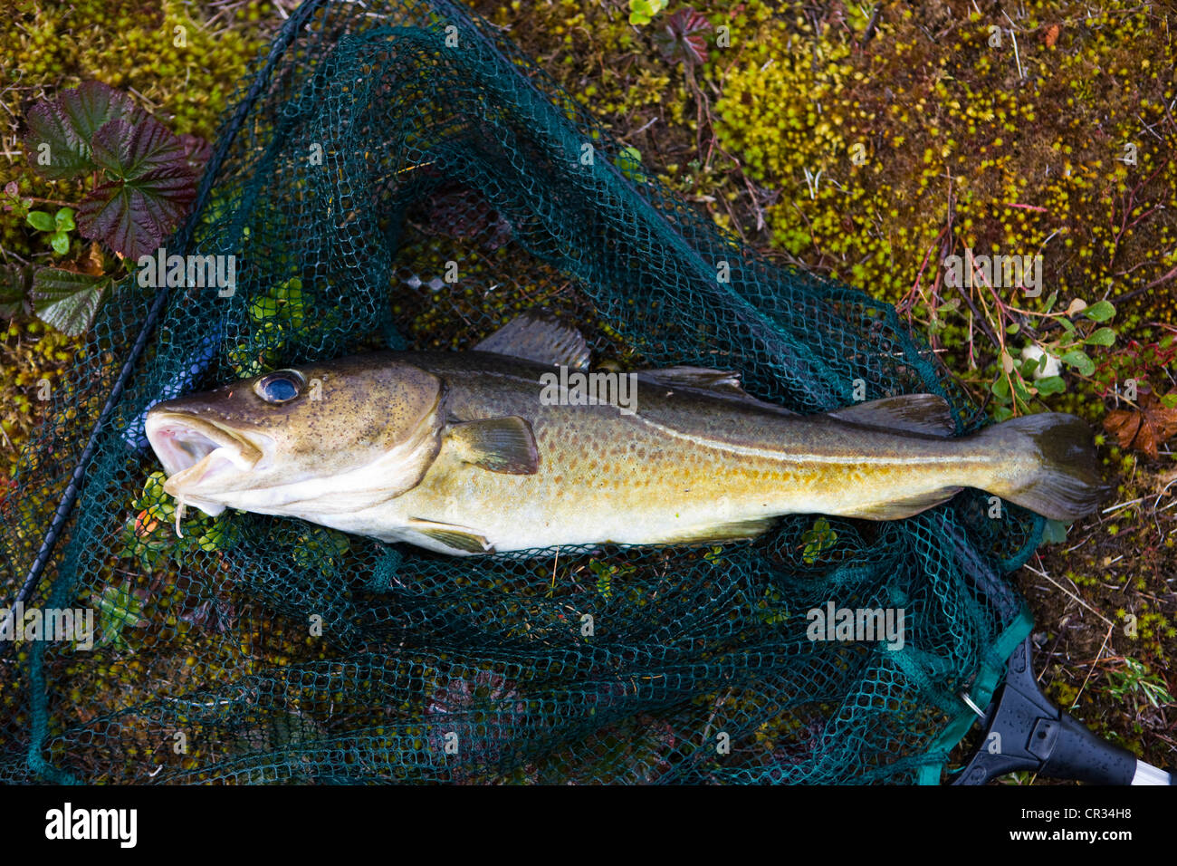North atlantic cod hi-res stock photography and images - Alamy