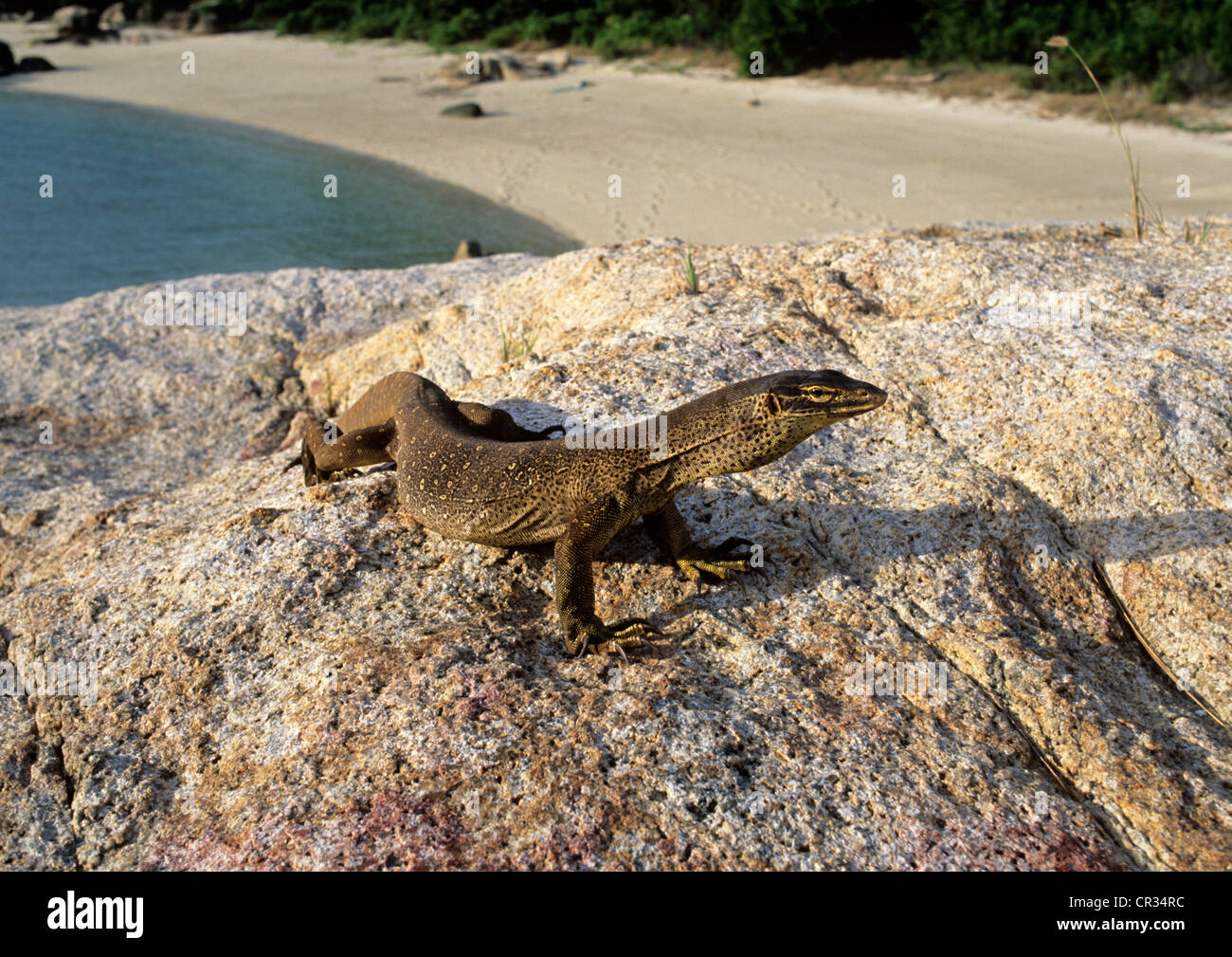 Australia, Queensland, Lizard Island, giant lizard Stock Photo - Alamy