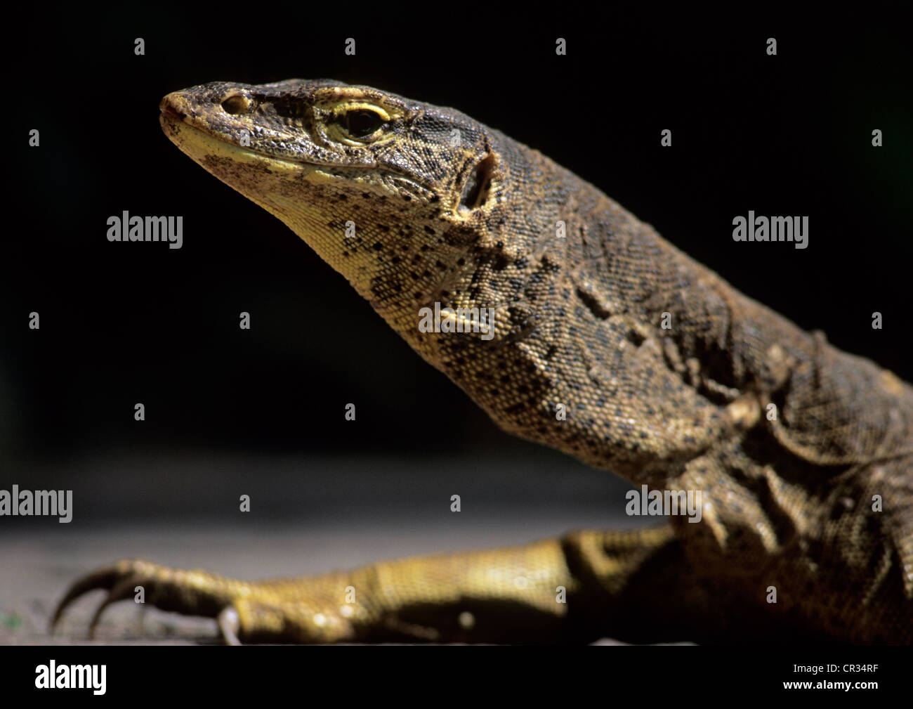 Lizard Island High Resolution Stock Photography and Images - Alamy