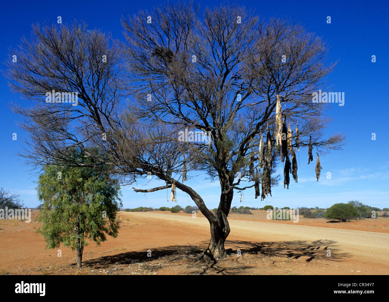 Australia, South Australia, Simpson Desert, corpses of eviscerated cats ...