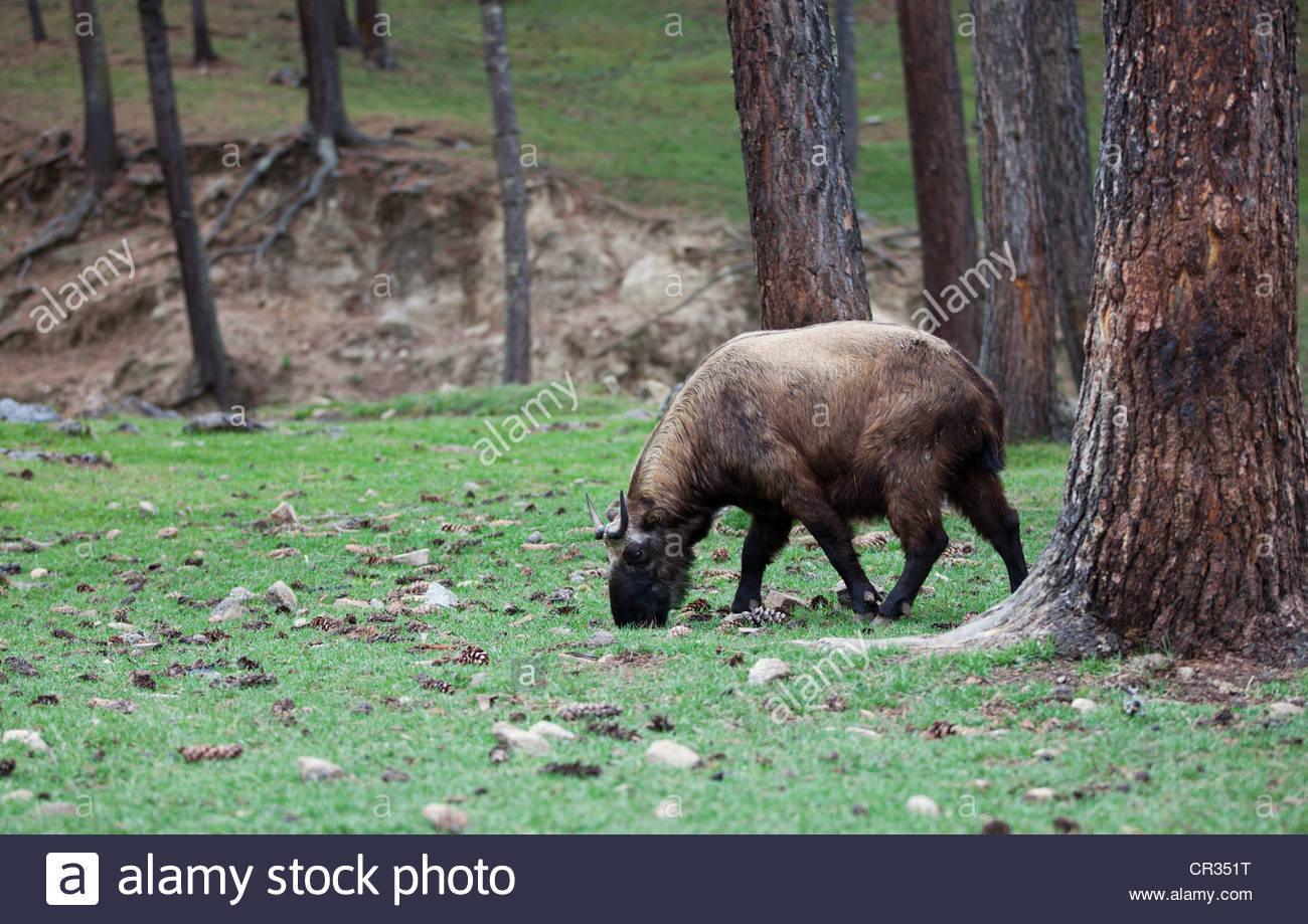 Takin Stock Photos & Takin Stock Images - Alamy