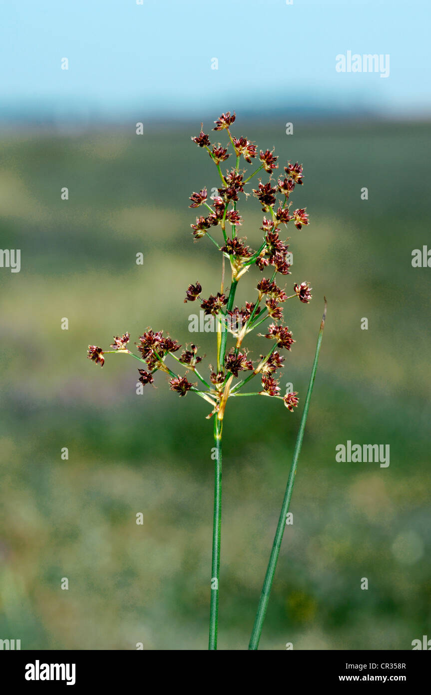 Saltmarsh rush hi-res stock photography and images - Alamy
