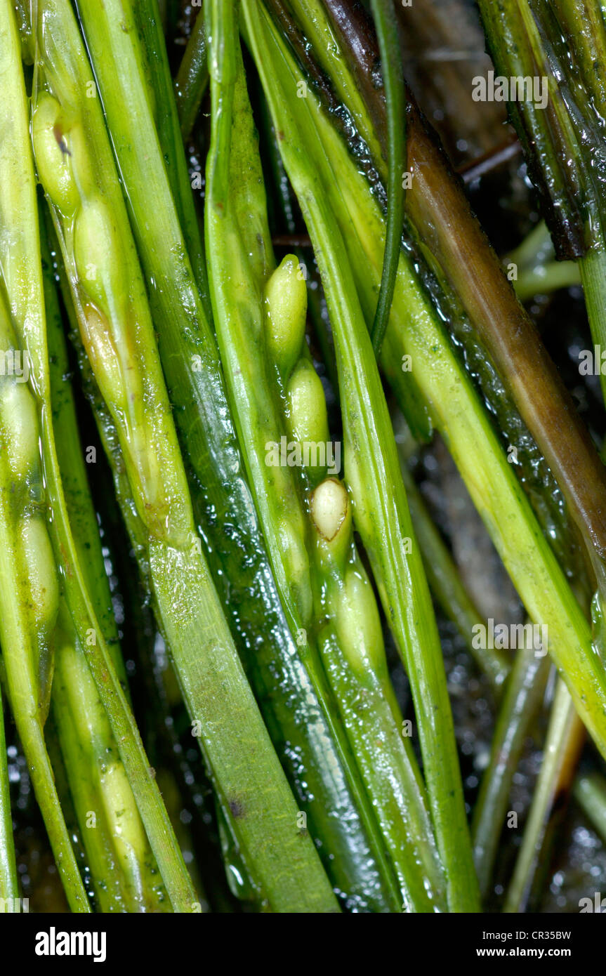 DWARF EELGRASS Zostera noltei Stock Photo - Alamy