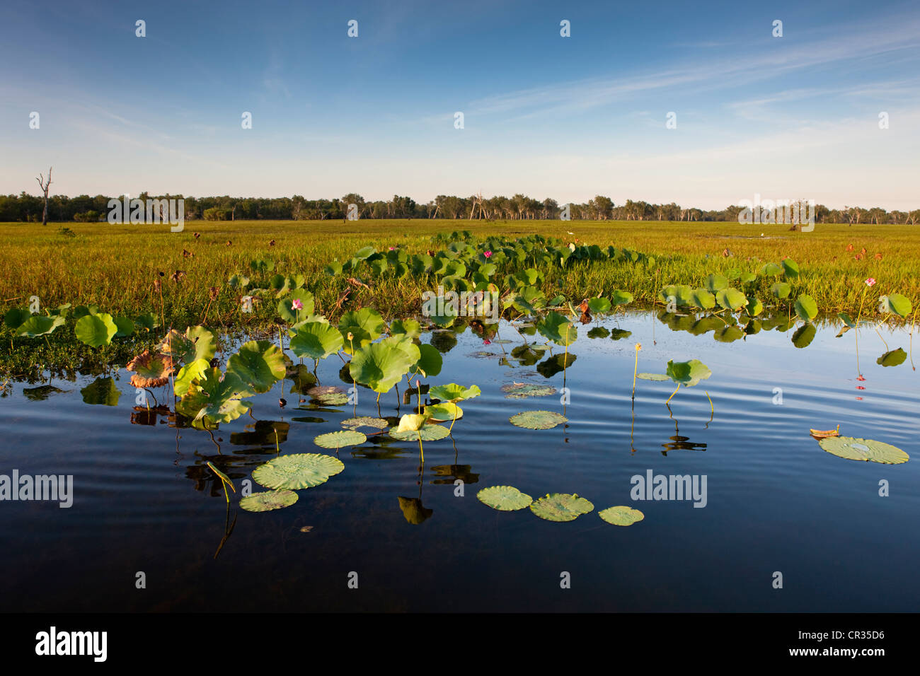 Yellow Water Wetlands or Lagoon, Kakadu National Park, Northern ...