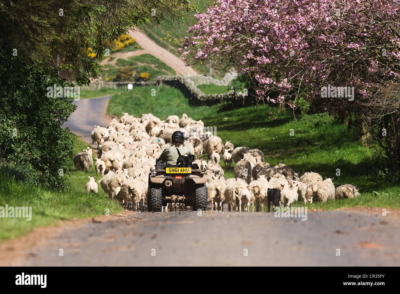Shepherdess guiding her flock to new pastures Stock Photo - Alamy