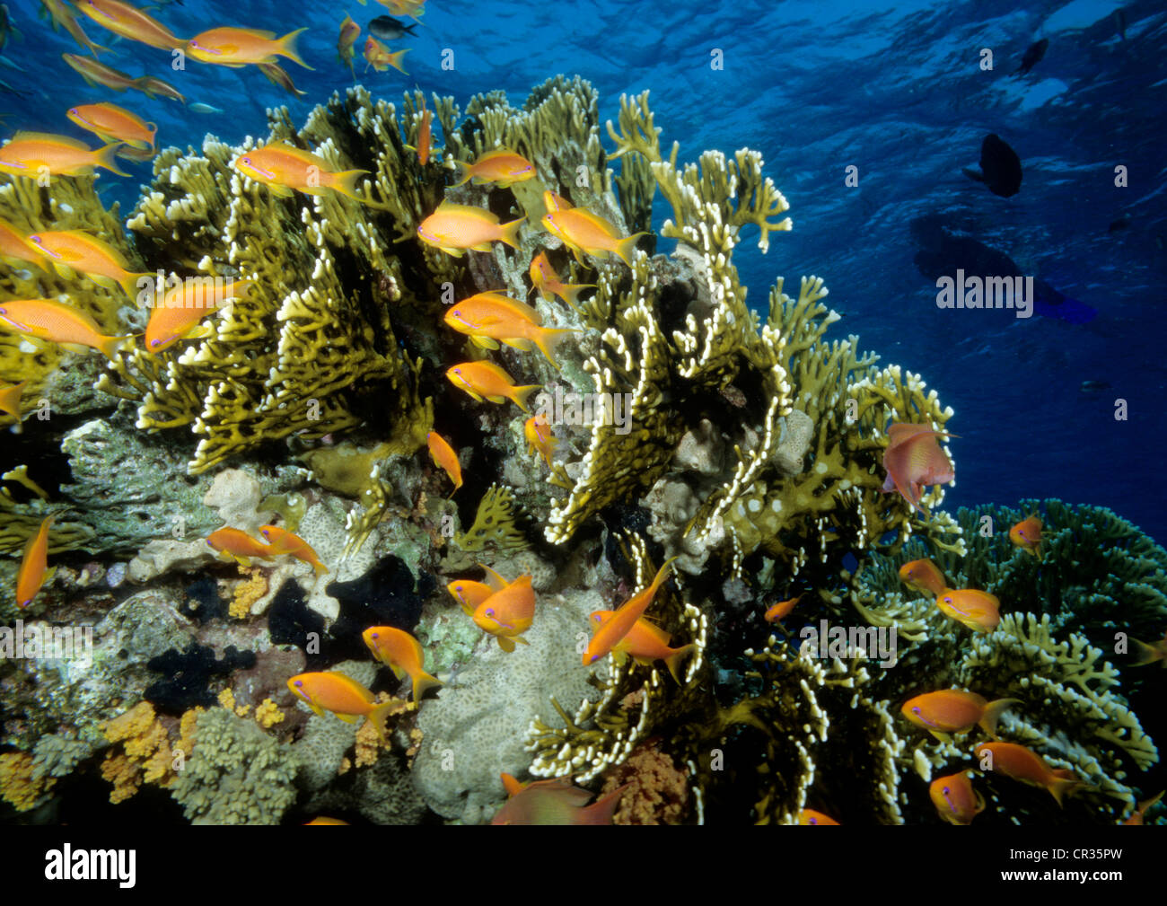 Egypt, Red Sea, a coral reef Stock Photo - Alamy