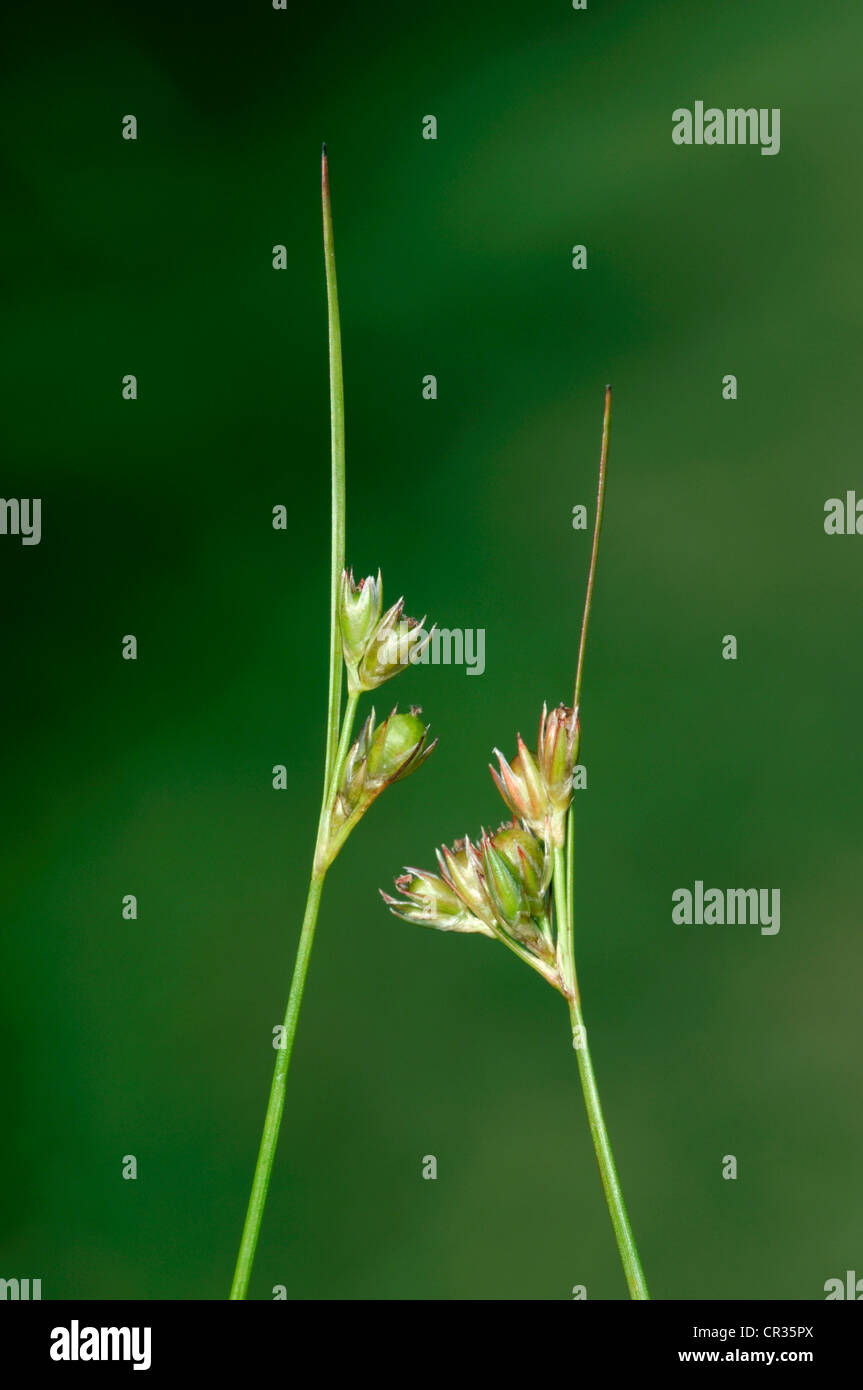 SLENDER RUSH Juncus tenuis Stock Photo - Alamy