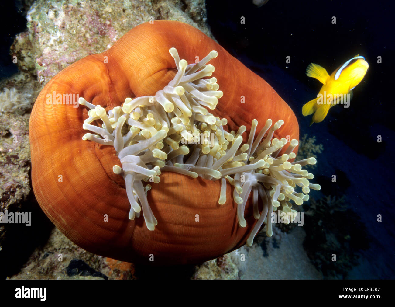 Egypt, Red Sea, a magnificent sea anemone (Heteractis magnifica) and a ...