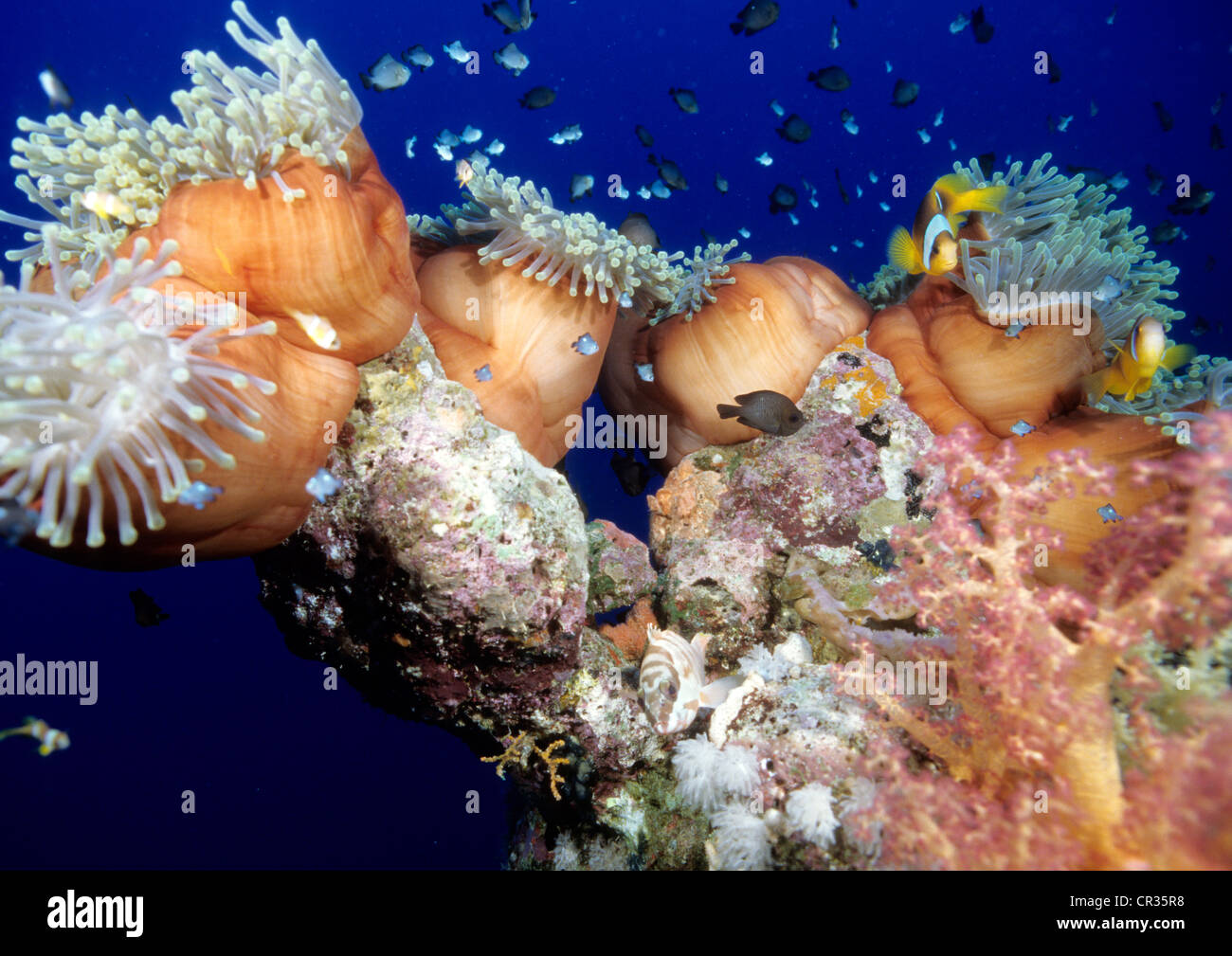 Egypt, Red Sea, magnificent sea anemones (Heteractis magnifica Stock ...