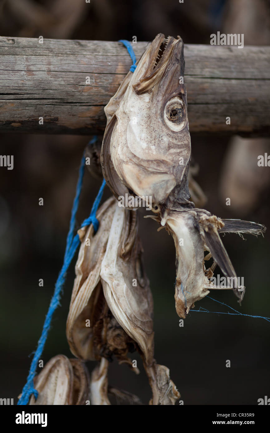 Traditional Icelandic fish hung out to dry on wooden poles, Iceland ...