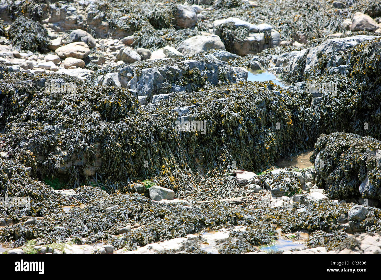 Large deposits of seaweed on coastal rocks on the British coast Stock ...