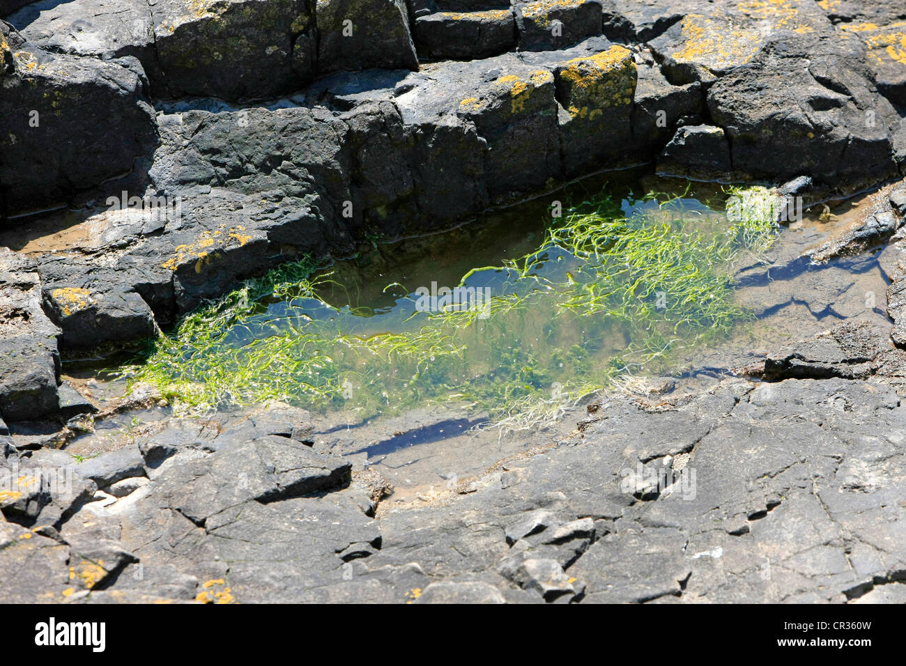 A Rock Pool with green algae and seaweed Stock Photo - Alamy