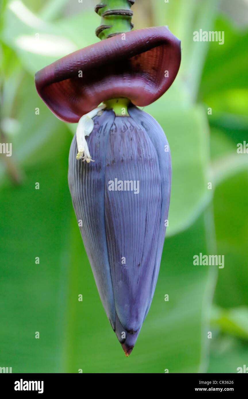 Banana (Musa sp.) flower, Leon, Nicaragua, Central America Stock Photo ...
