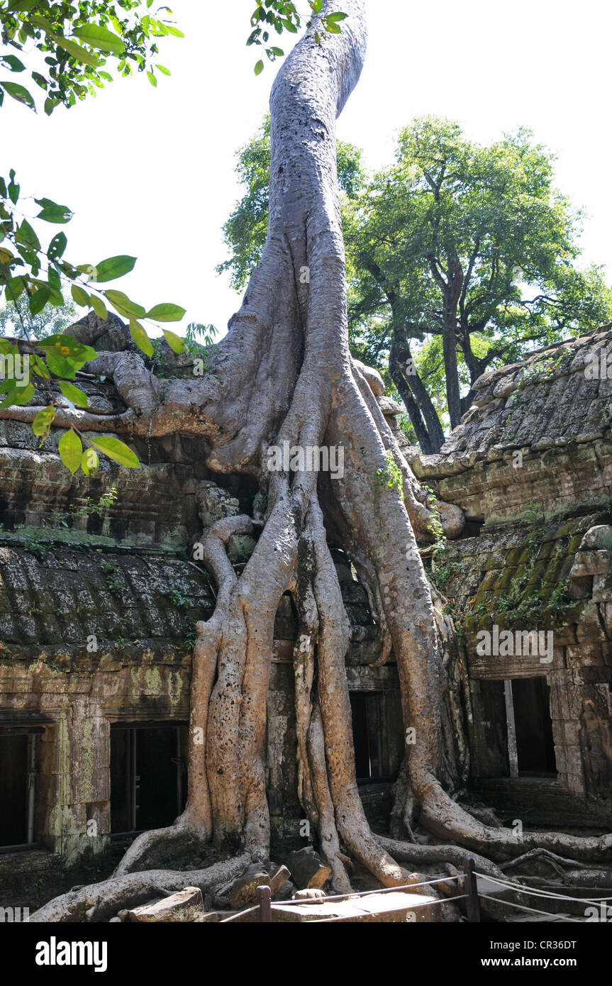 Ta Prohm temple complex, strangler fig (Ficus sp.), Angkor, Siem Reap ...