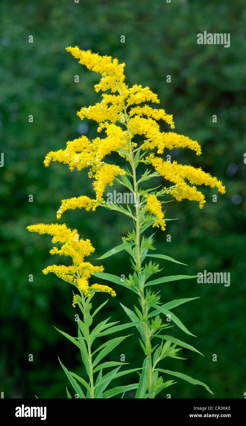 Solidago Canadensis