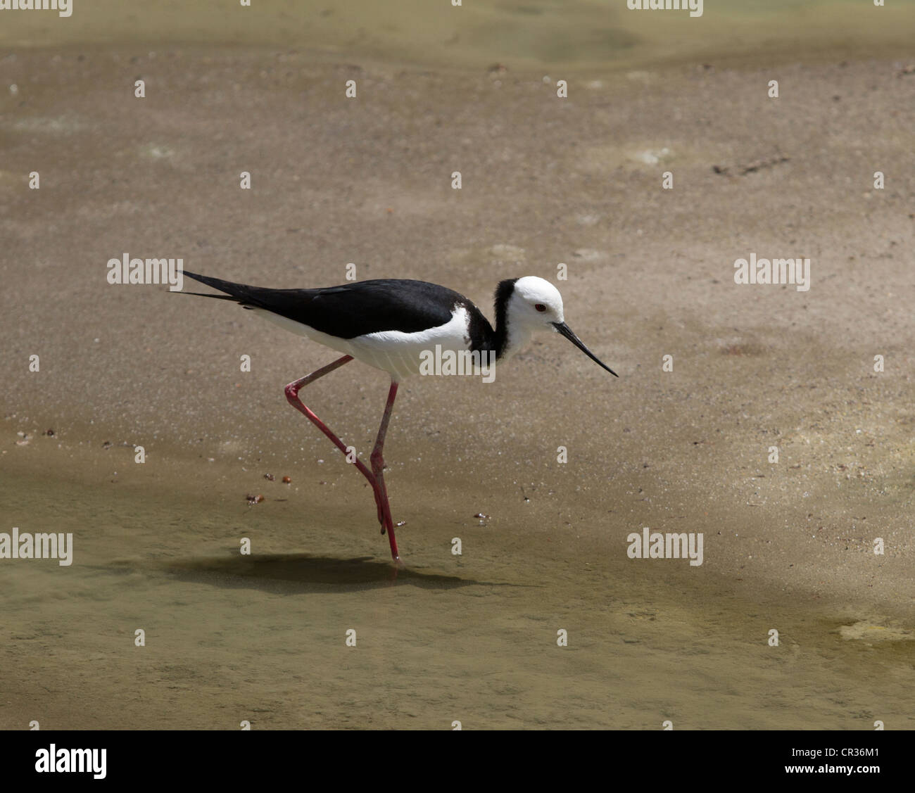 Pied stilts at Wai-O-Tapu Thermal Wonderland, Rororua, North Island ...