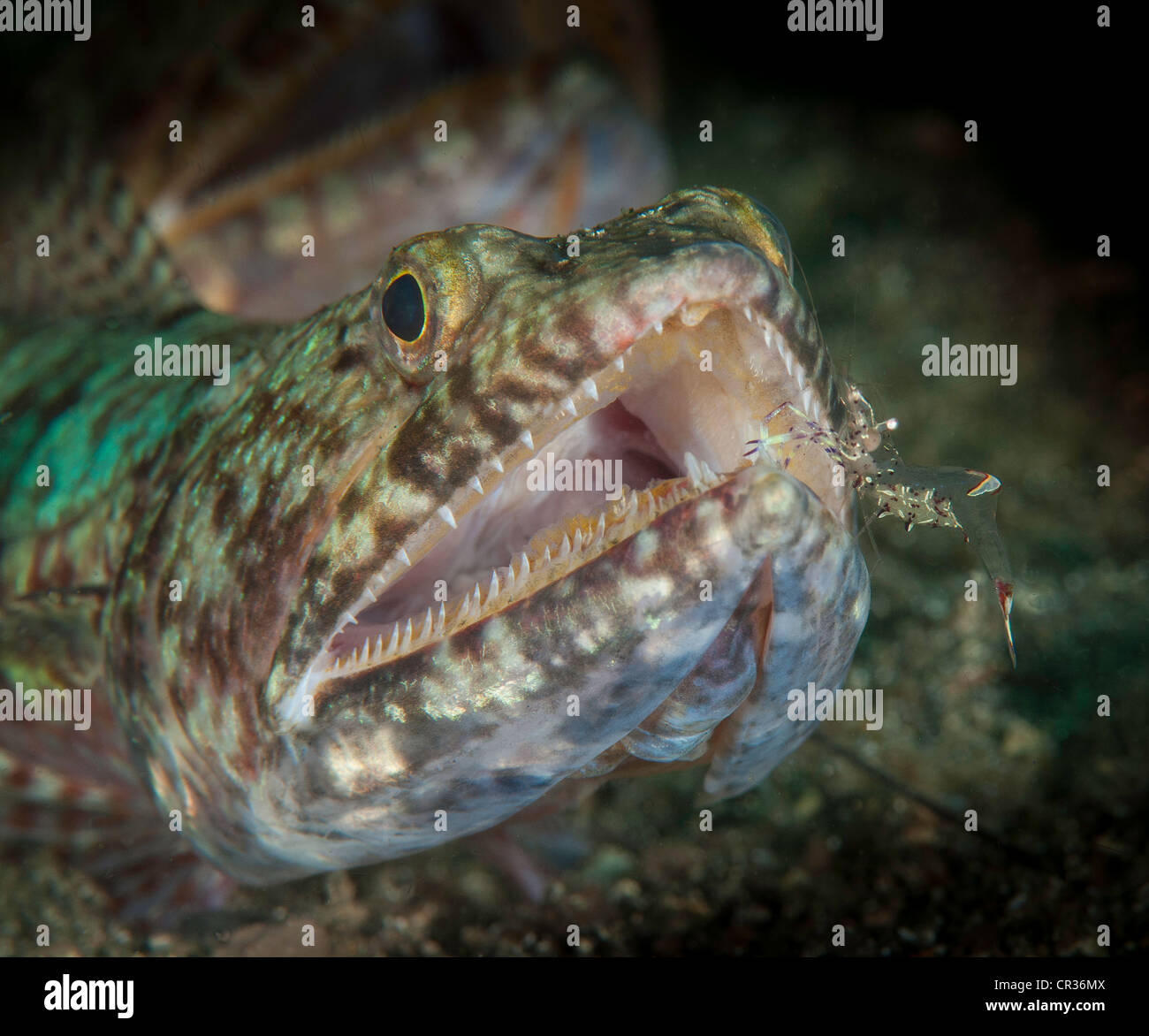 Cleaner shrimp teeth hi-res stock photography and images - Alamy