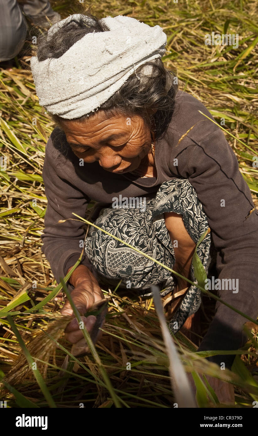 Bali rice workers hi-res stock photography and images - Alamy