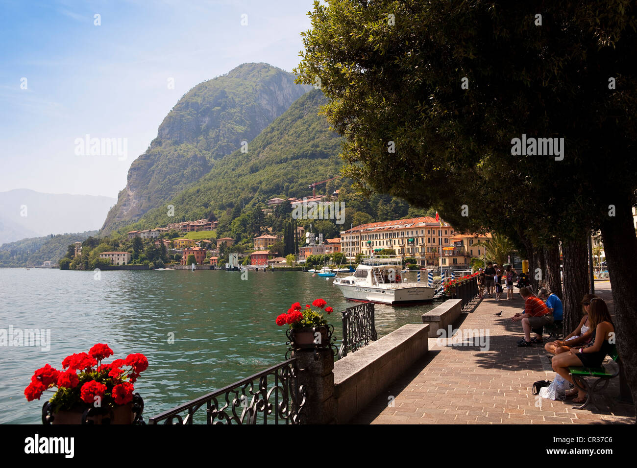 Lake como tree hi-res stock photography and images - Alamy