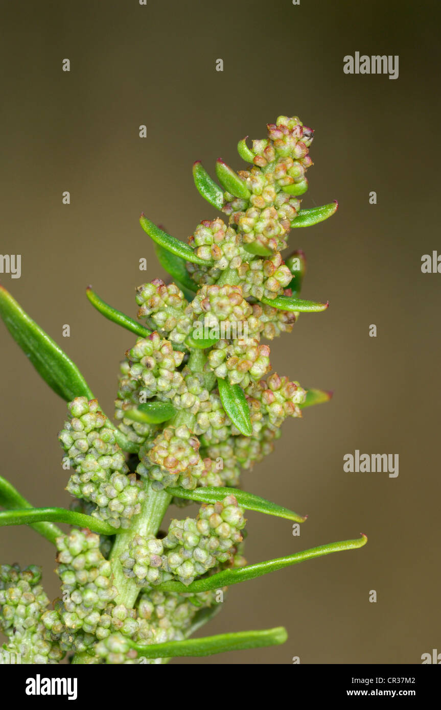 RED GOOSEFOOT Chenopodium rubrum (Chenopodiaceae Stock Photo - Alamy