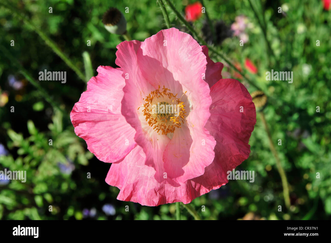 Pink or salmon-coloured flower of a Corn Poppy Hybrid (Papaver rhoeas L ...