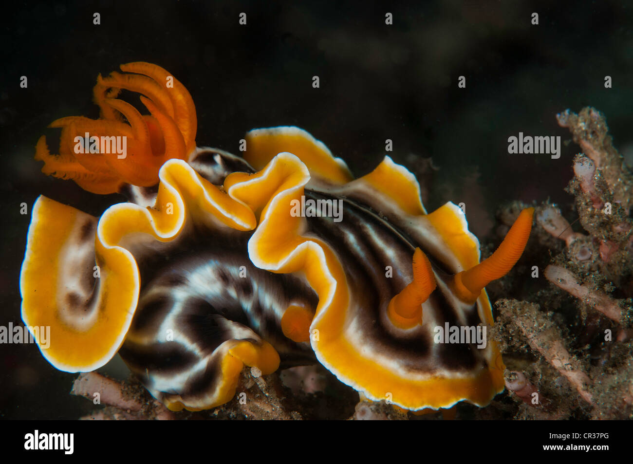 Chromodoris magnifica nudibranc in the Lembeh Straits of Indonesia ...