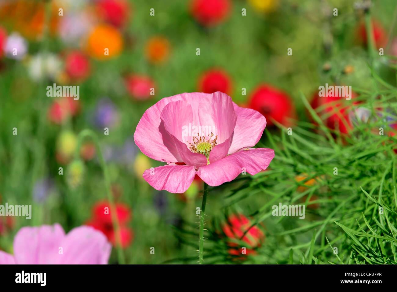 Pink or salmon-coloured flower of a Corn Poppy Hybrid (Papaver rhoeas L ...