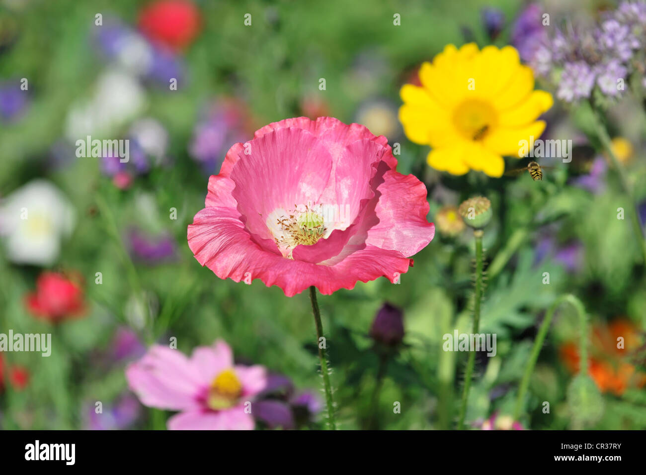 Pink salmon coloured poppy hybrid papaver hi-res stock photography and ...