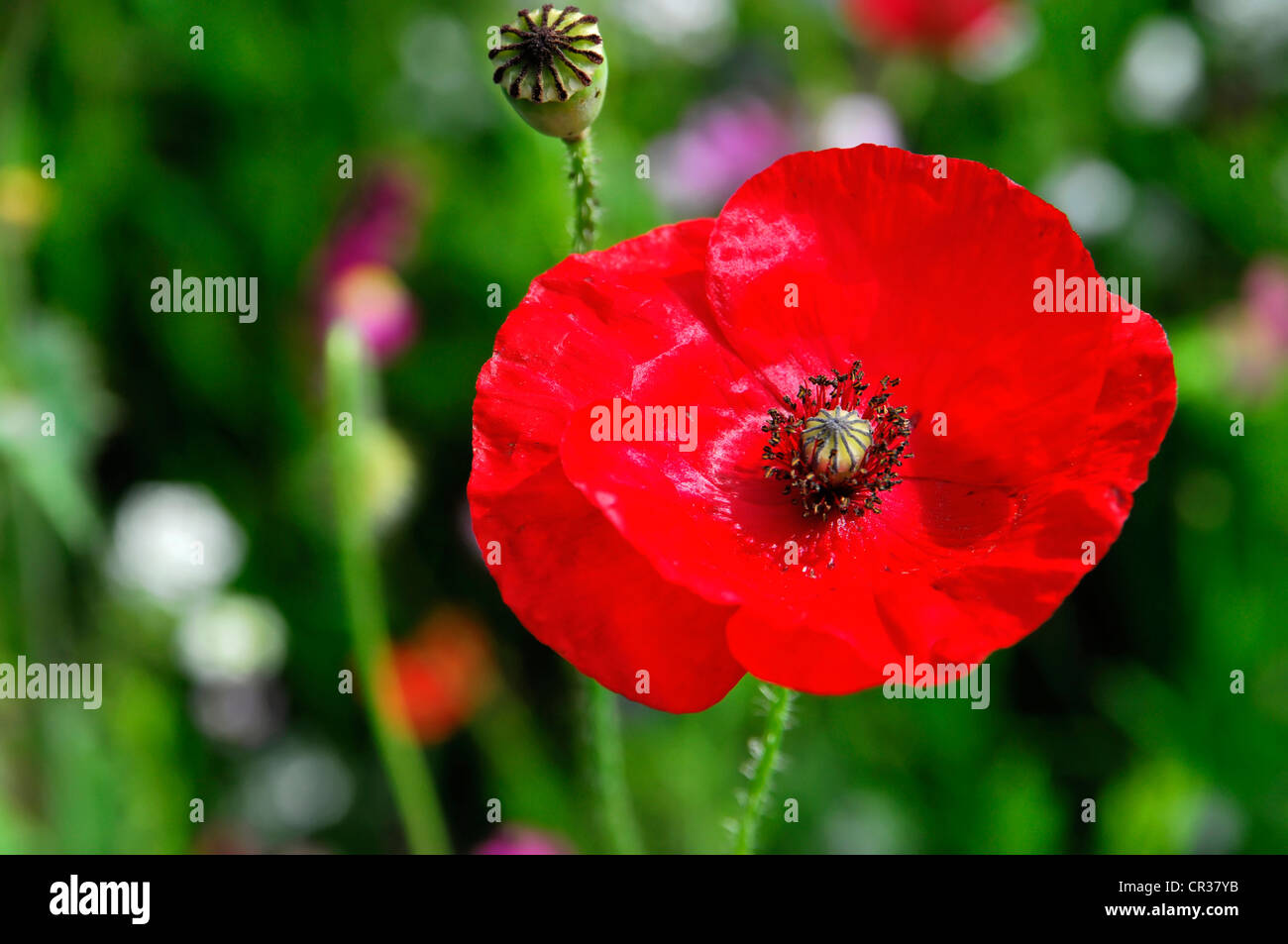 Poppy, Field Poppy (Papaver rhoeas), Germany, Europe Stock Photo - Alamy