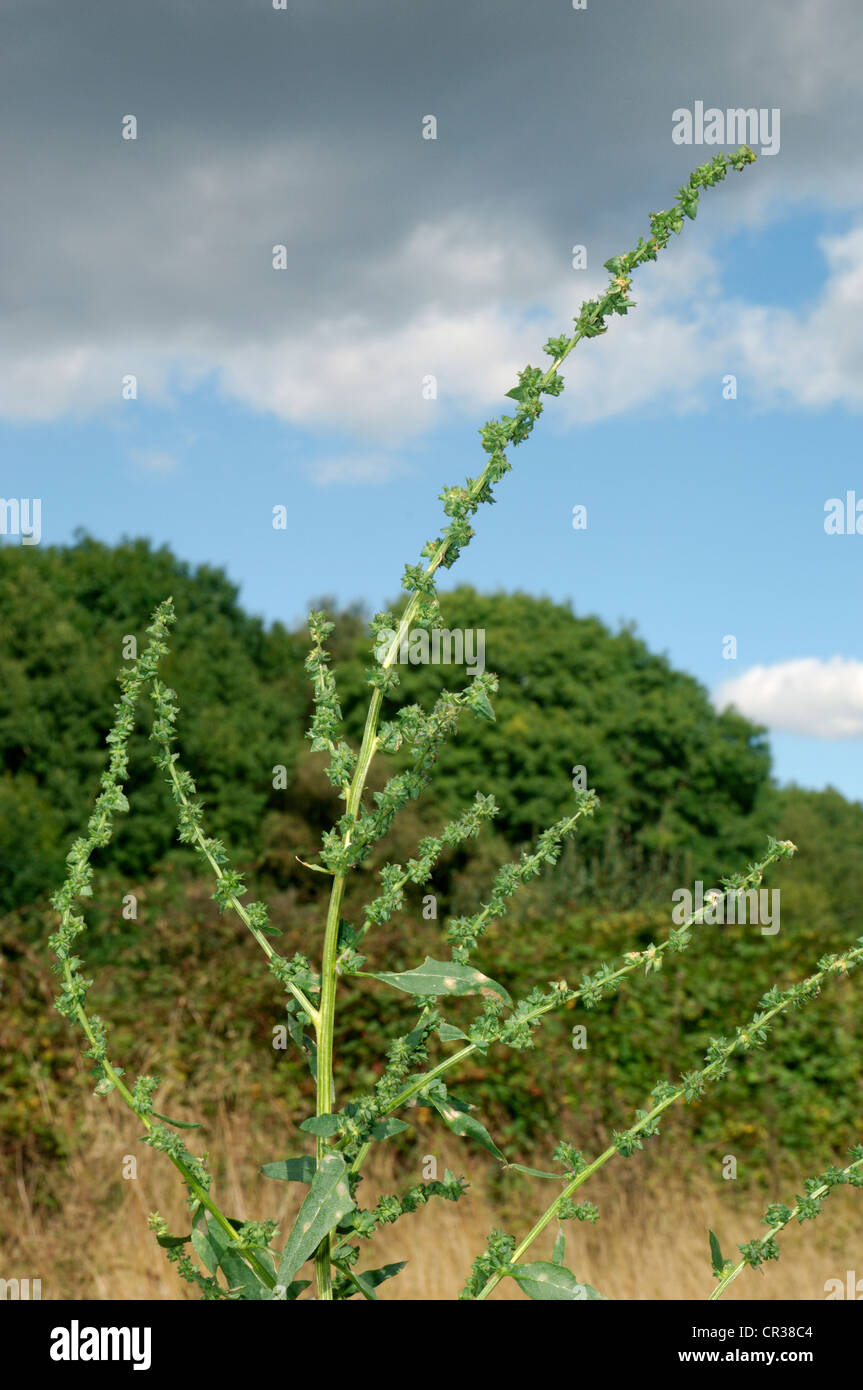 COMMON ORACHE Atriplex patula (Chenopodiaceae Stock Photo - Alamy