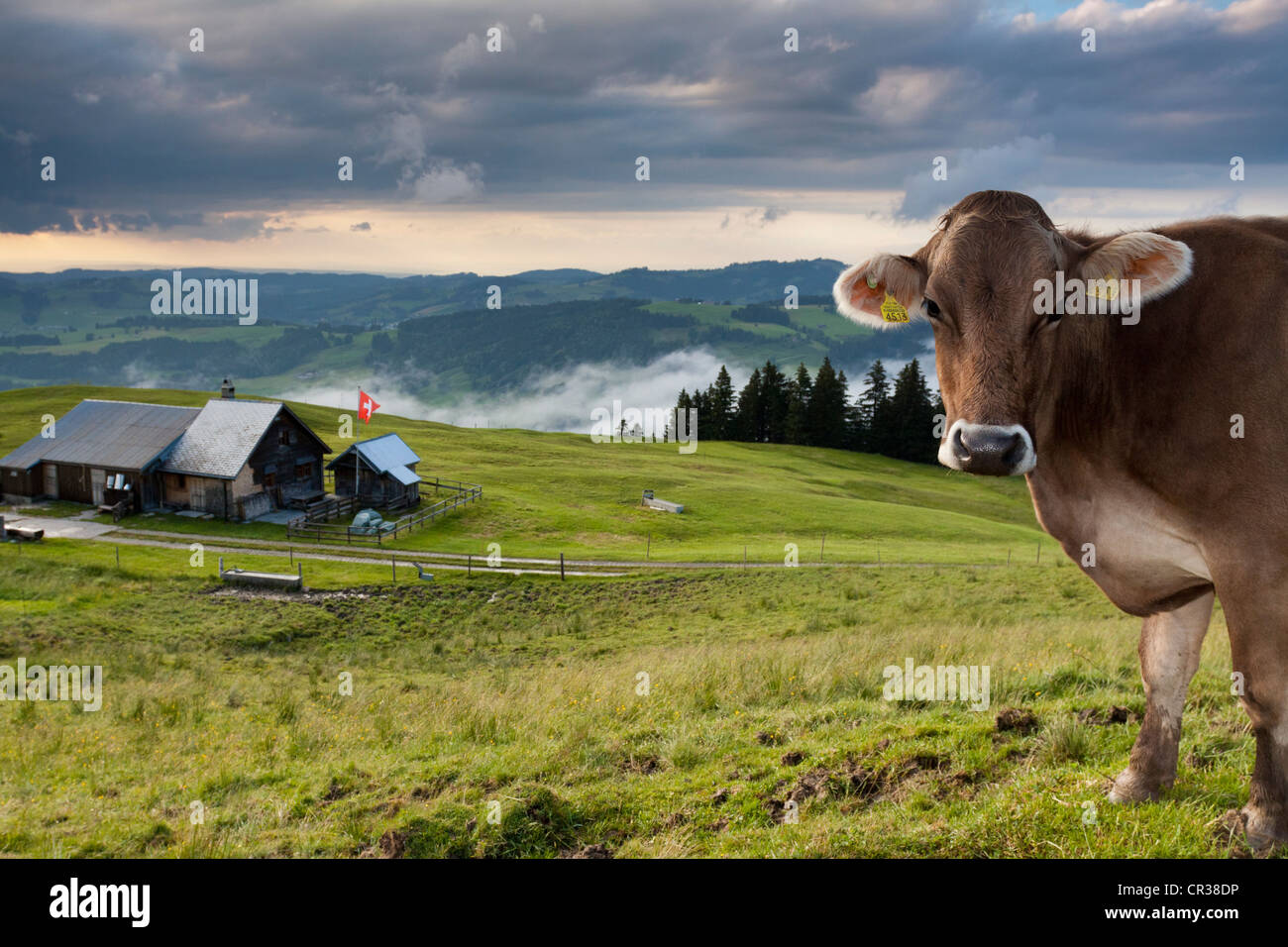 Dairy cow in front of alpine farm with clouds in the valley below Mt ...