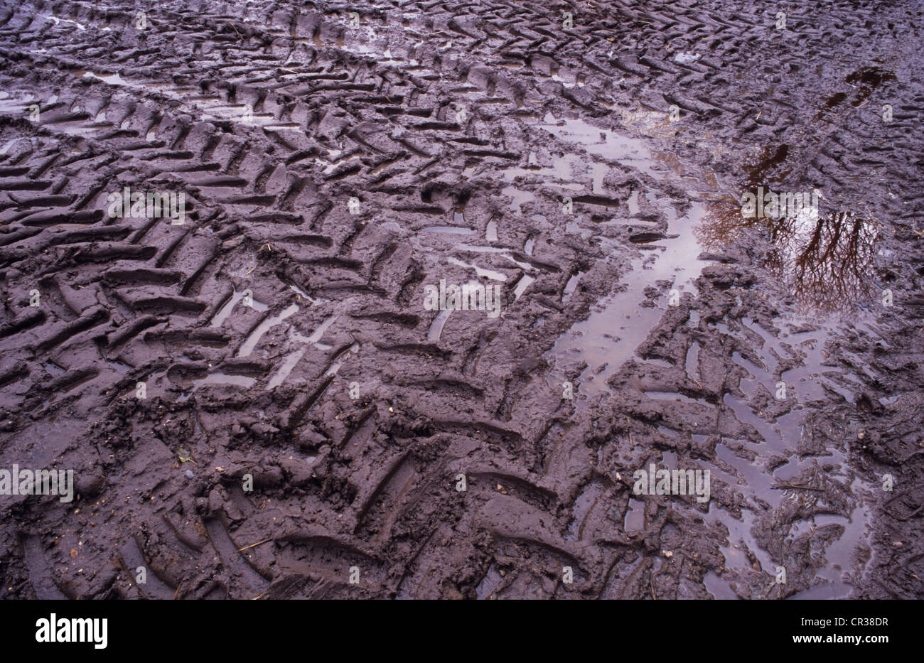 Muddy farmyard hi-res stock photography and images - Alamy