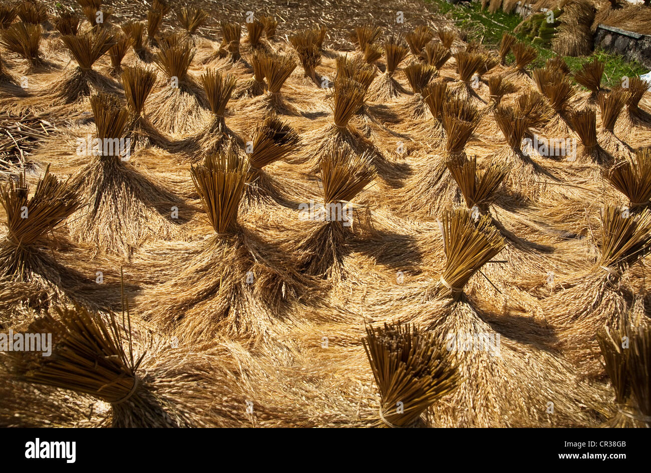 Rice drying hi-res stock photography and images - Alamy