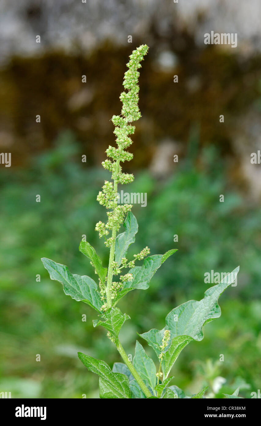 Henry leaf hi-res stock photography and images - Alamy